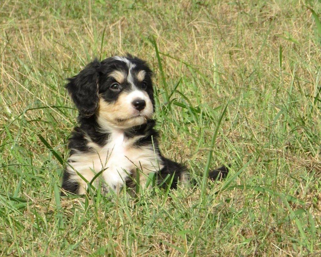 Swiss Doodles - Interesting Breed Review [Must Read]