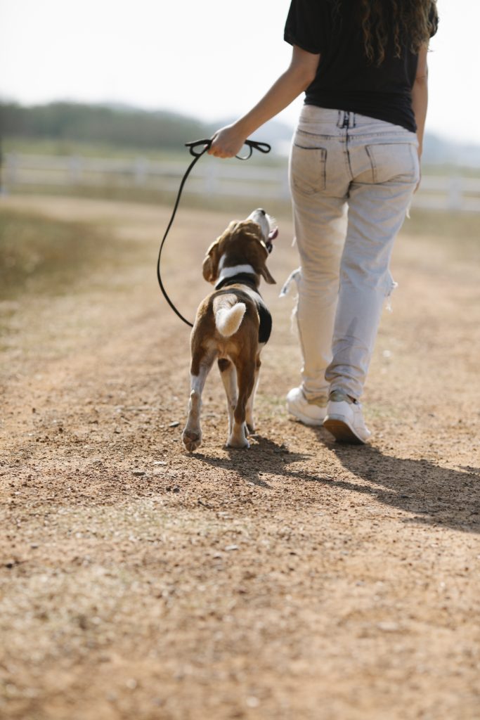 Train Your dog like a Pro: The Best Dog Training in Bay Shore, NY