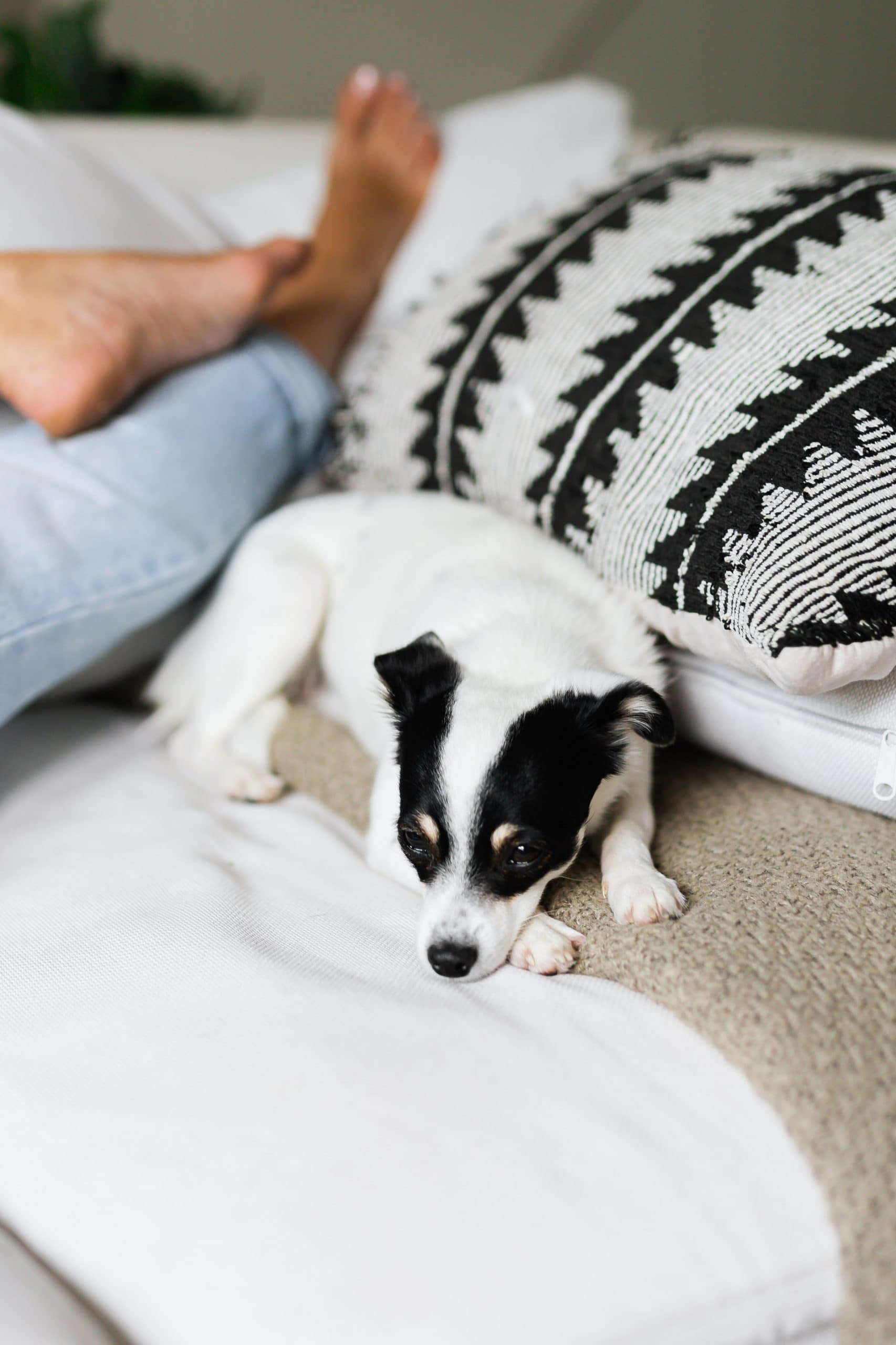 Train Your Dog Like A Pro The Best Dog Training In Plano TX Train Your Dog Like A Pro The Best Dog Training In Plano TX