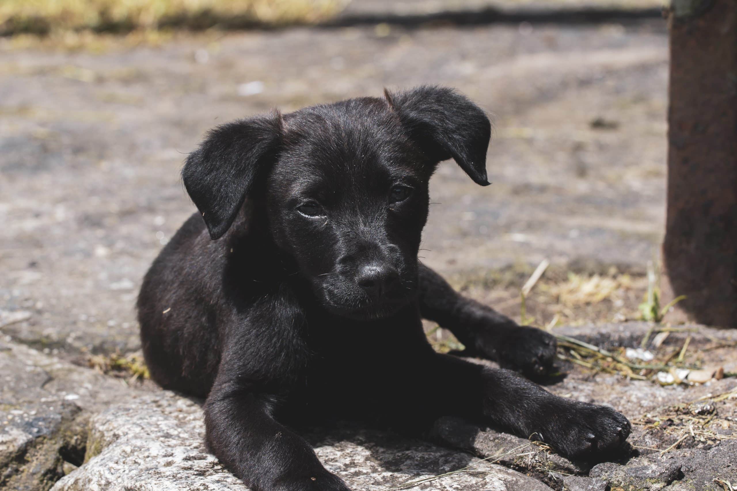 Train Your dog like a Pro: The Best Dog Training in The Colony, TX