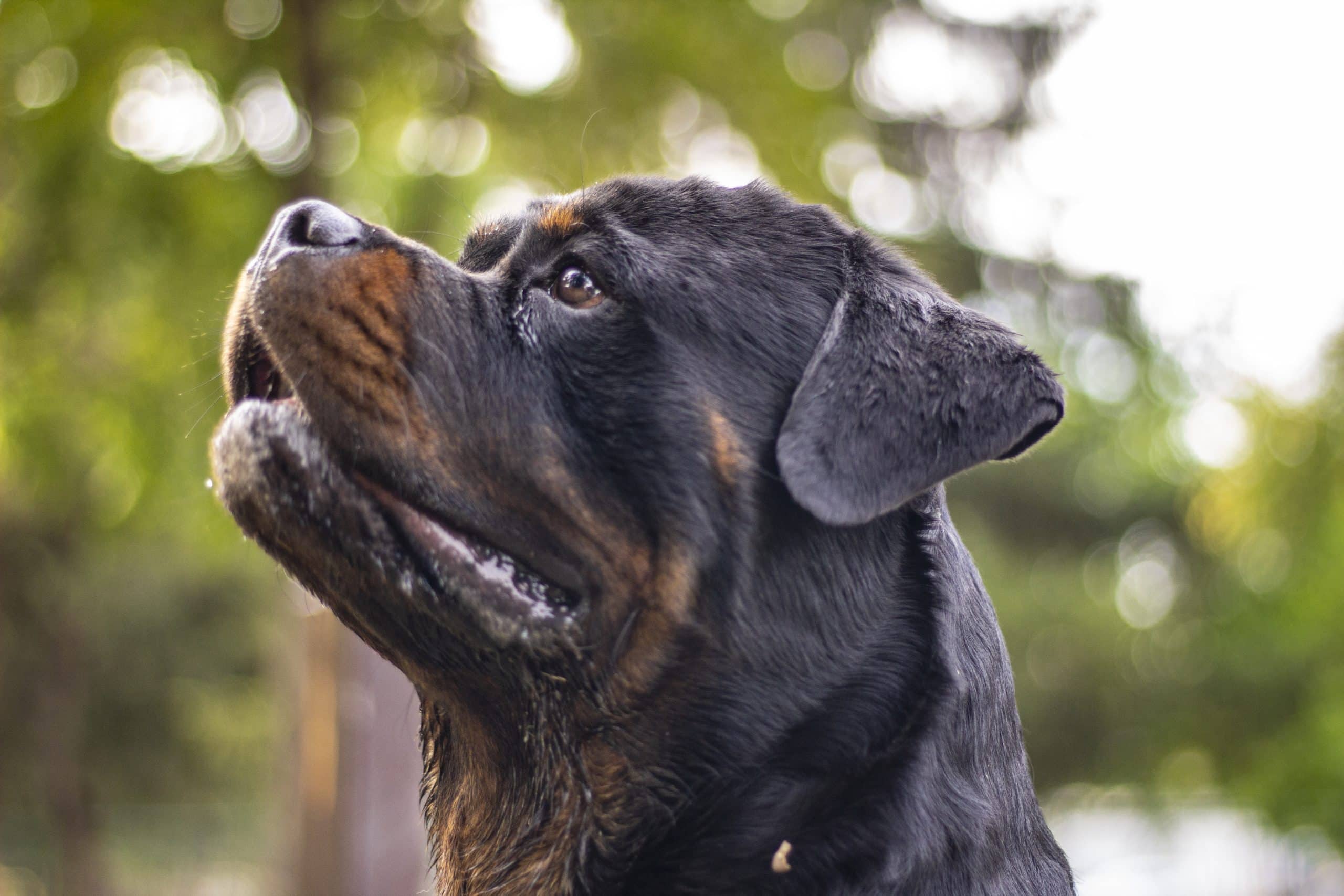 Train Your dog like a Pro: The Best Dog Training in Cedar Hill, TX