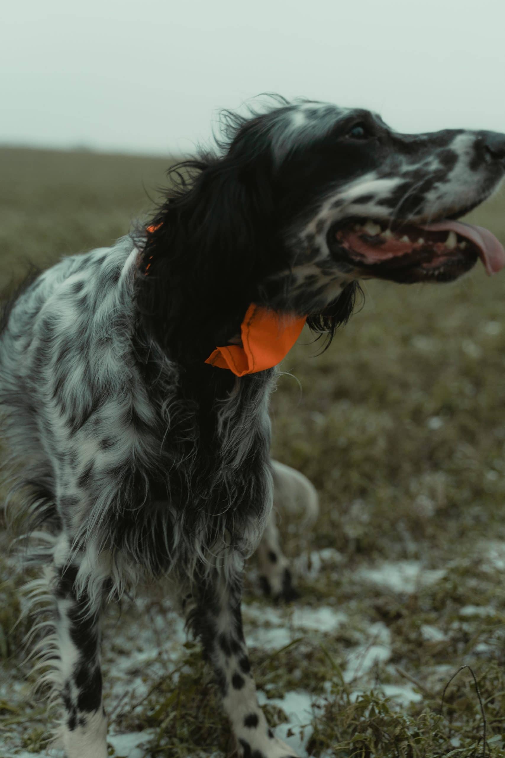 Train Your dog like a Pro: The Best Dog Training in Deer Park, TX